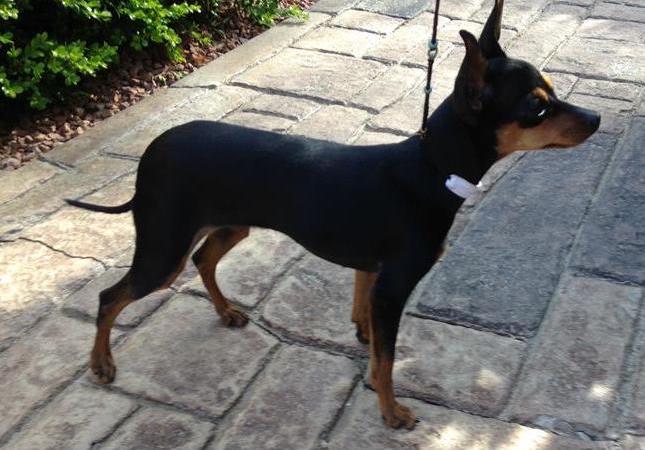 Prague Ratter for Sale | Puppies | Pawrade.com